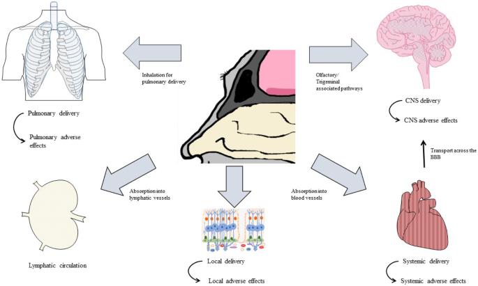 Intranasal drug delivery: opportunities and toxicologic challenges ...