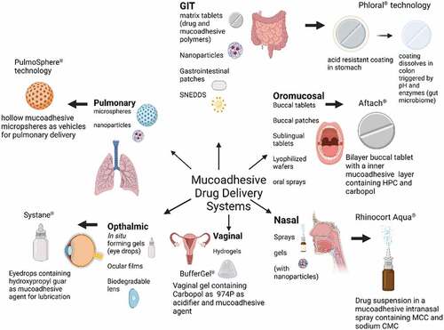 Mucoadhesive drug delivery systems: a promising noninvasive approach to bioavailability ...
