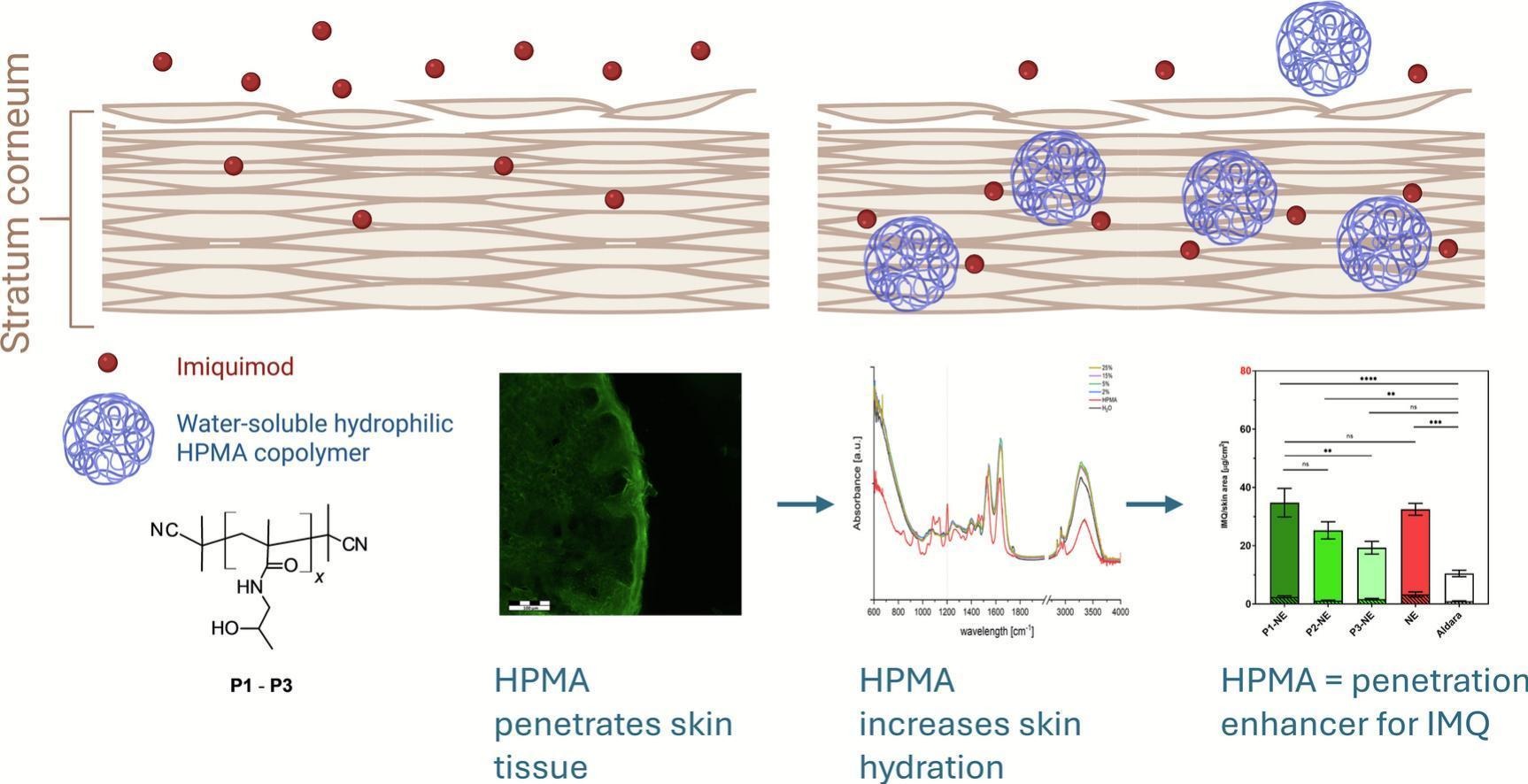 HPMA polymers as functional excipients in dermal nanoformulations of ...